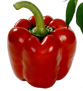 Cocina con El Ejido: PIMIENTOS