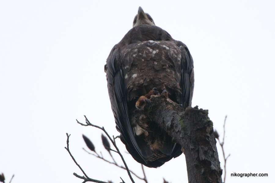 Nature and Wildlife Photography: Bald Eagle - Full Crop NY S47 Band