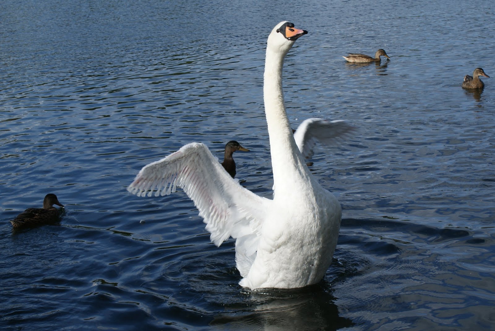 Svaner i Søllerød Sø: dagsprogram for svaner.