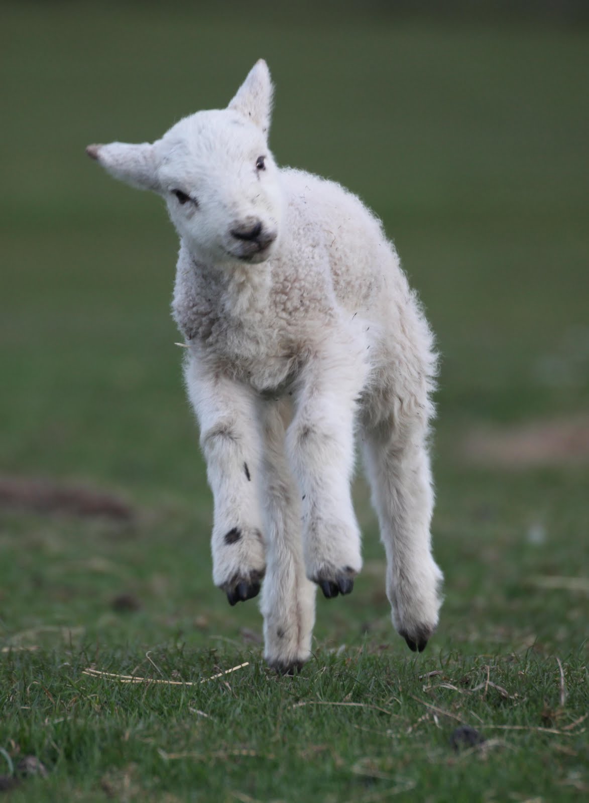 Caldertop Cottage Nature Diary: Spring Lambs 2010
