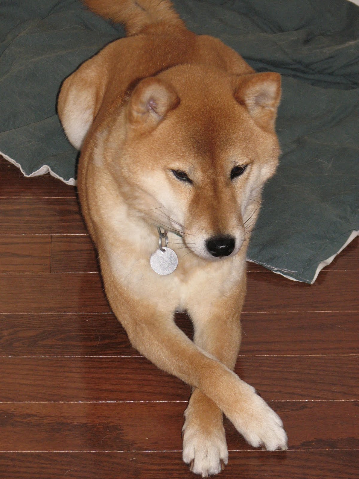 The Misadventures of a Shiba Inu: Do you cross your paws?