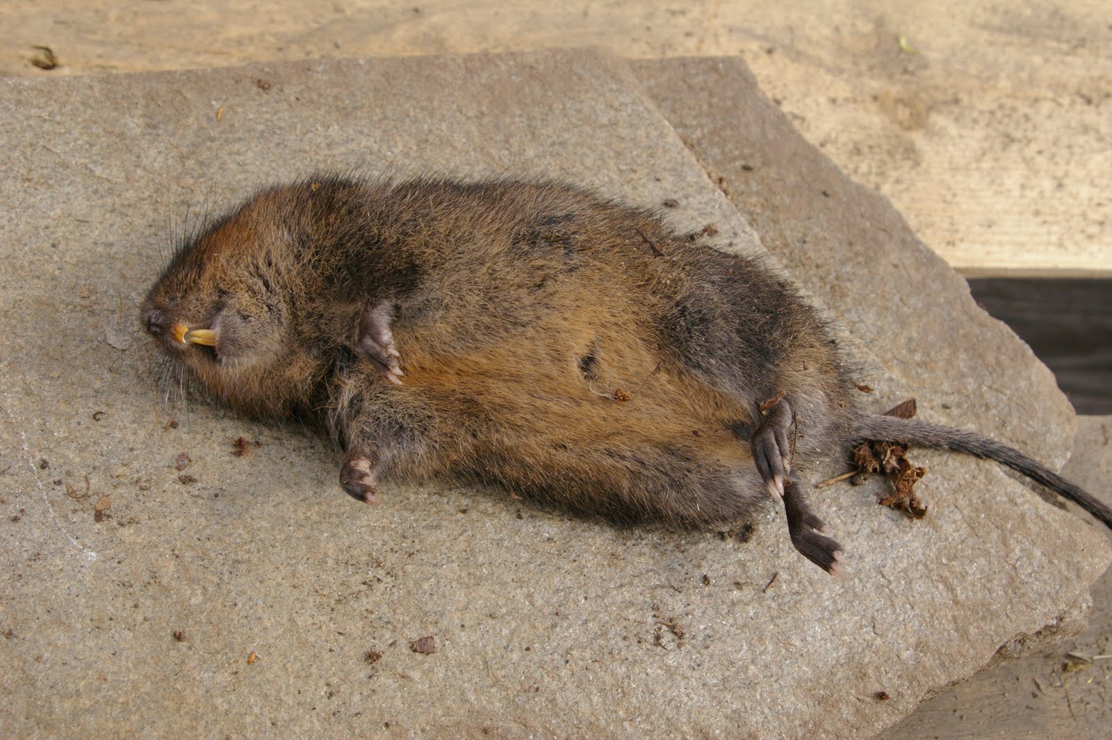 Nils-Eriks blogg: Vad är detta?