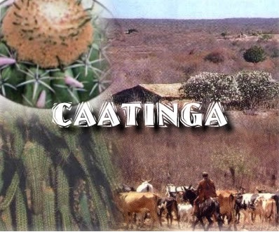 Pontes e bichos - Bioma Caatinga: Curiosidades sobre a Caatinga