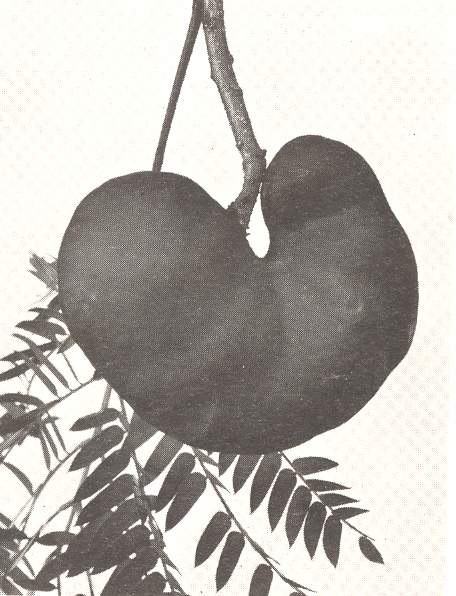 ORDEN FABALES: FAMILIA FABACEAS O LEGUMINOSAS