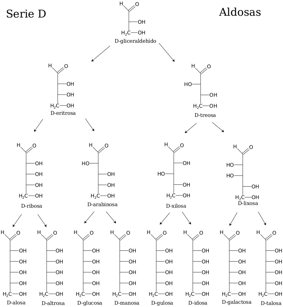 Propanona: Serie D de aldosas y cetosas.