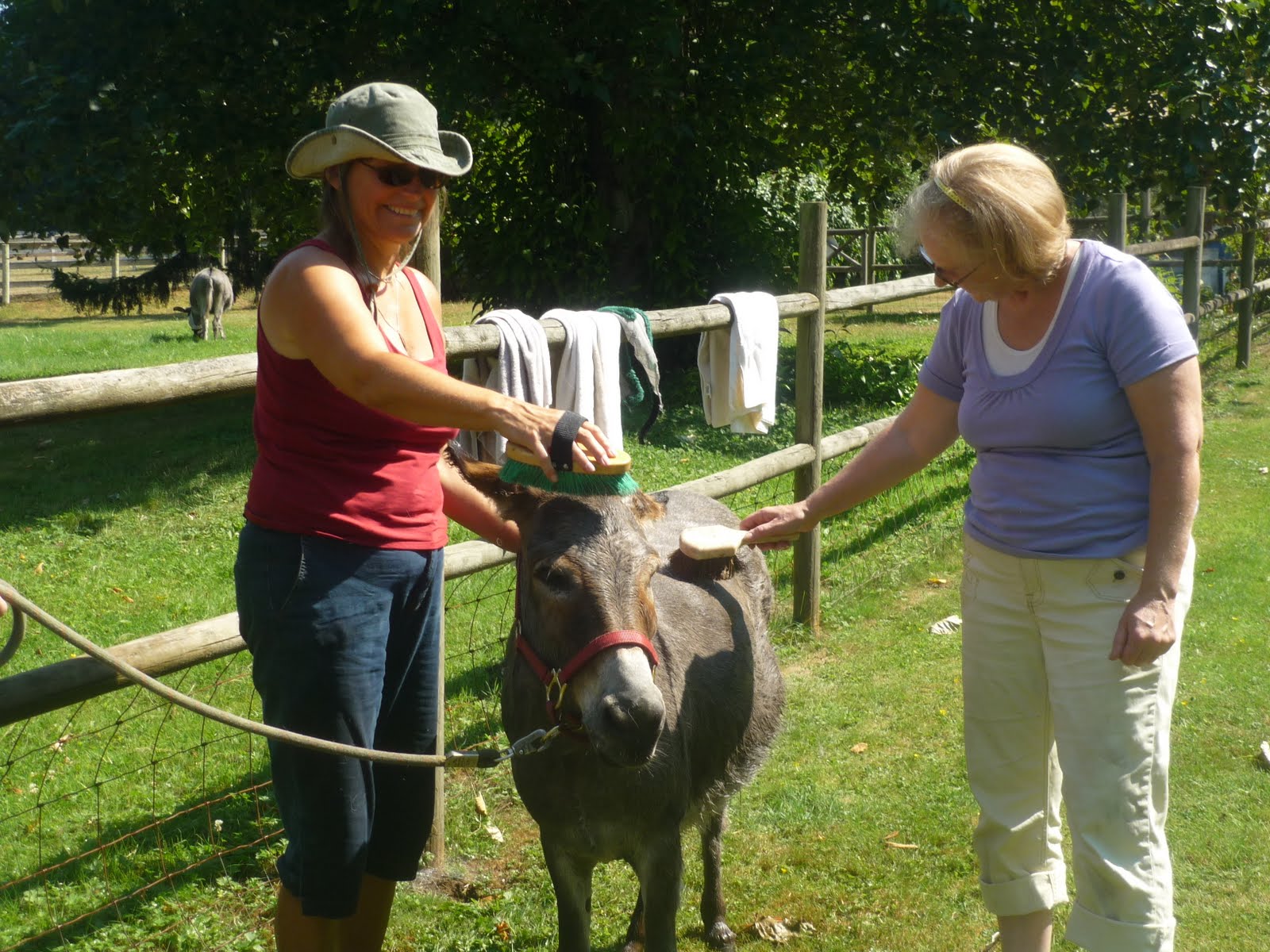 Donkey Wash - Kindred Farm