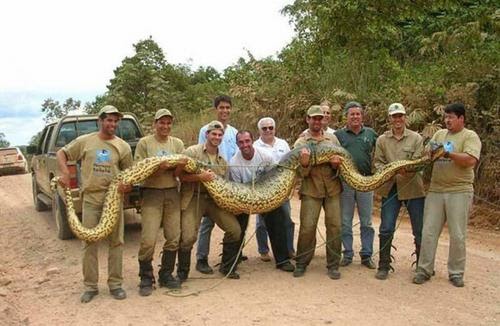 life in the dog house: 49 foot ; 983 pound Python Captured in Indonesia