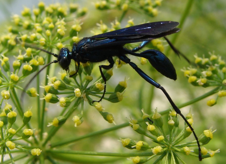 Cooking in someone else's kitchen: Blue mud dauber