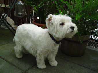 Dog whisperer Cesar Millan