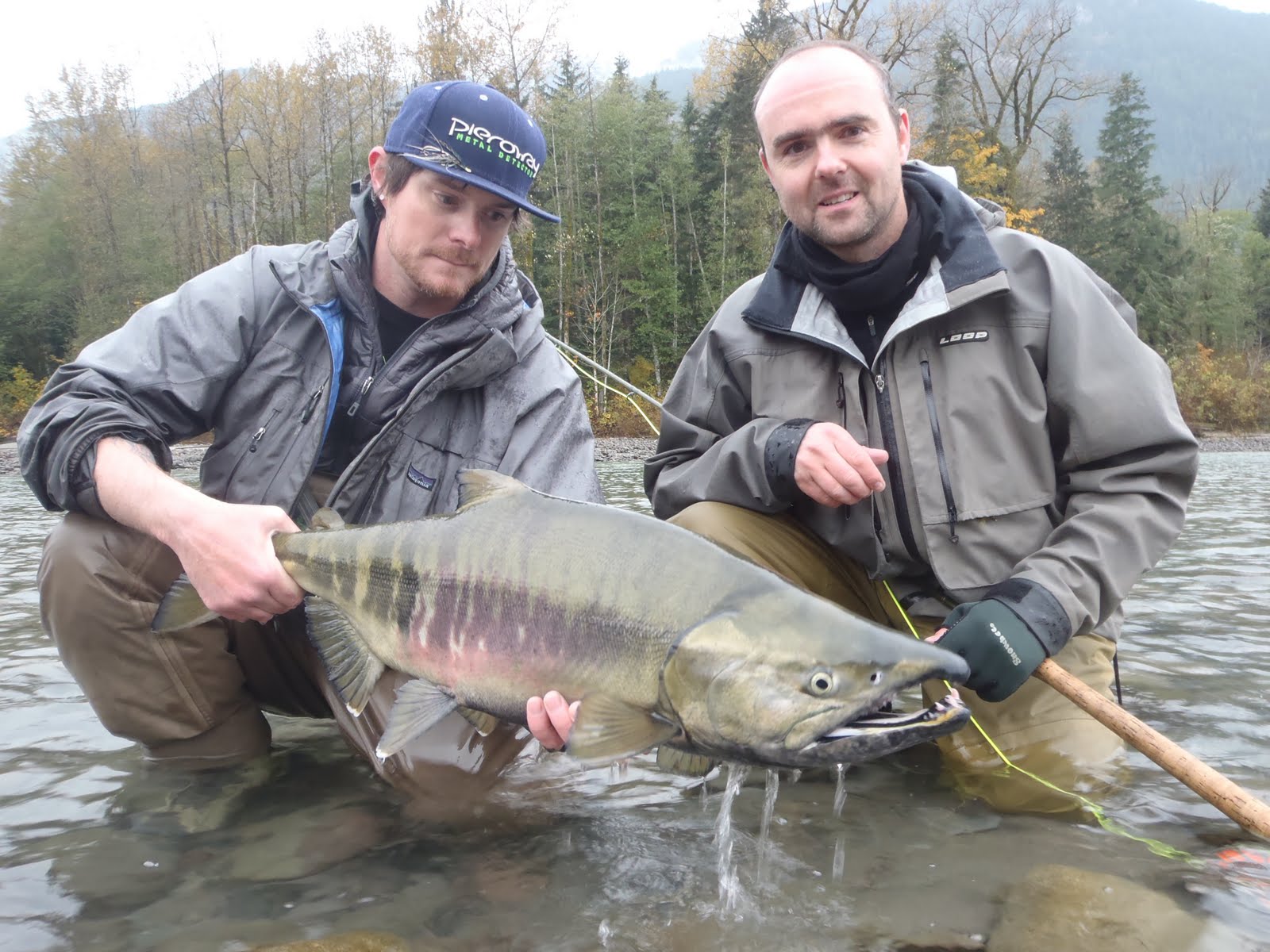 Whistler Flyfishing: Lots of Chum Salmon in the Squamish river