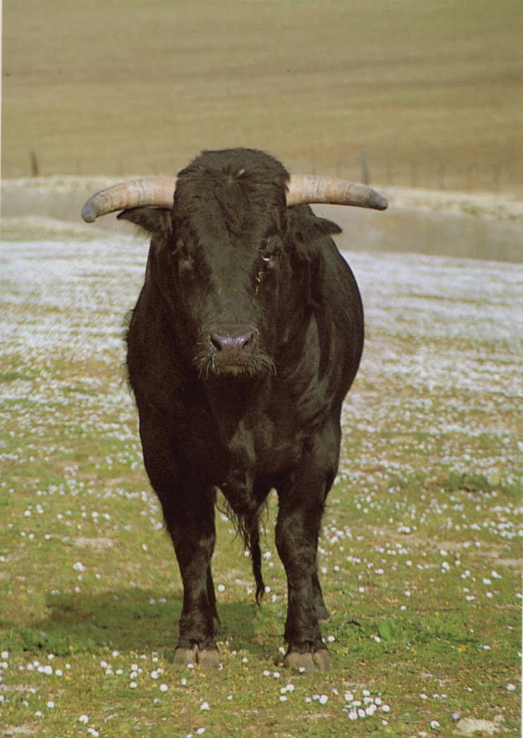 La Tauromaquia en Tarifa