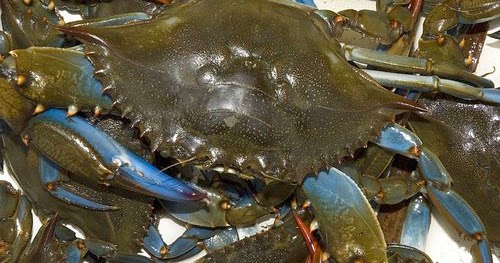 Long Island Blog - Long Island, New York: Blue Claw Crabs in Season