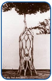 Living Livelier: Circus Trees