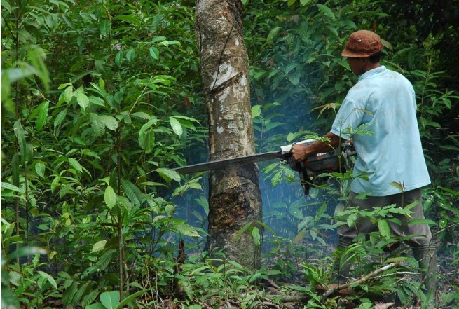 Urusan Jual Beli Pokok Getah Tua,Hartanah,Ladang dan Lombong: Ladang ...
