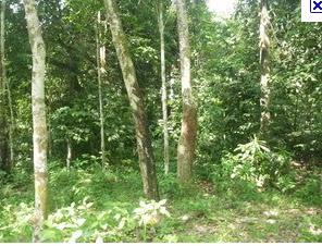 Urusan Jual Beli Pokok Getah Tua,Hartanah,Ladang dan Lombong