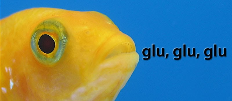 Glú-Glú - Dinamicas y Juegos