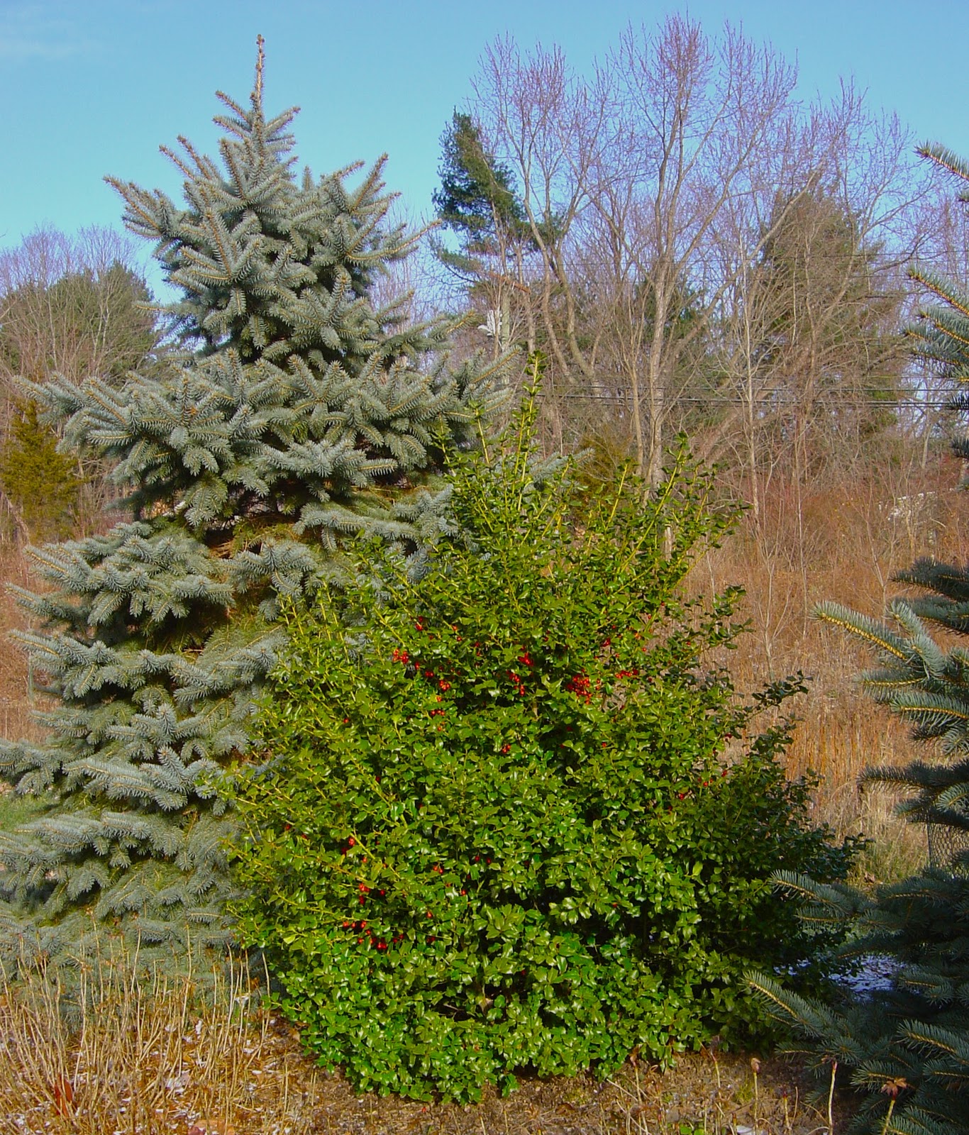 Plant Inventory at 20 Timothy : Ilex x meserveae / Blue Holly