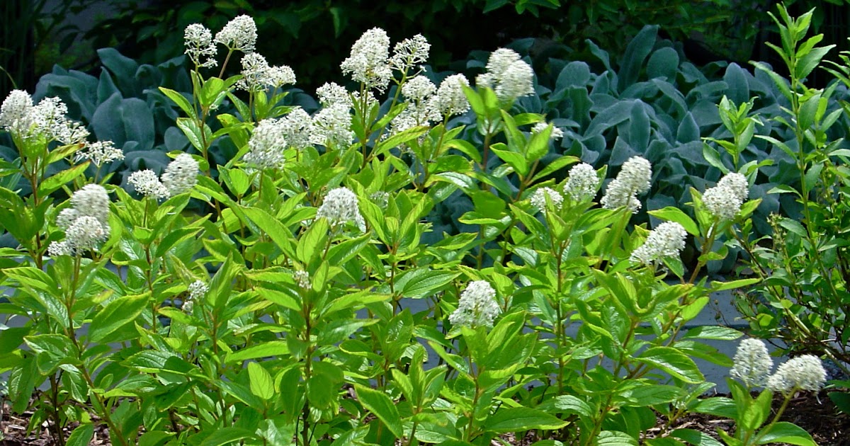 Plant Inventory at 20 Timothy : Ceanothus americanus / New Jersey Tea