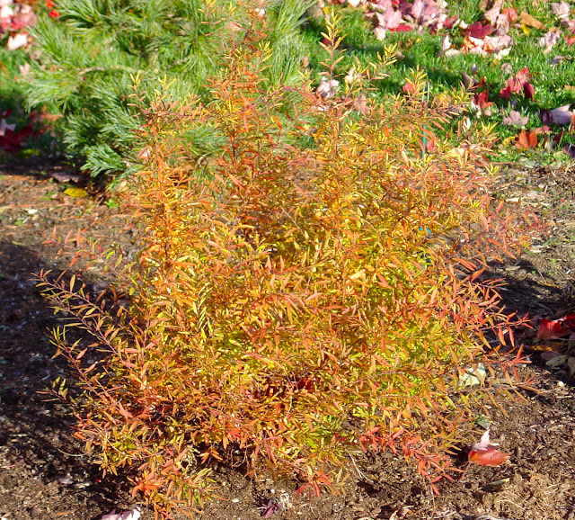 Plant Inventory at 20 Timothy : Spirea thunbergii / Ogon Spirea