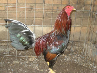 gallos: RAZA GOLDEN
