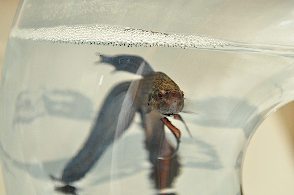 Two DC: Meet Finnegan