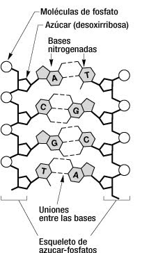 Genética Moderna: Estructura y Composición de el DNA