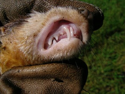 Developers are Crabgrass : Norm Coleman releases extended statement ...