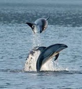 lubber lines: Returning to the Sea of Cortez - Day 11