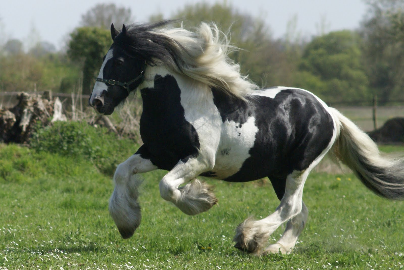 STALLION / ETALON de l'élevage BRAZSWEET: STALLION / ETALON IRISH COB