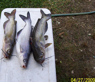 CATFISHING THE ALABAMA DELTA: Catfishing on the Mobile River