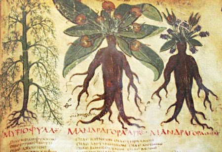 ANIMALES FANTÁSTICOS: LA MANDRÁGORA