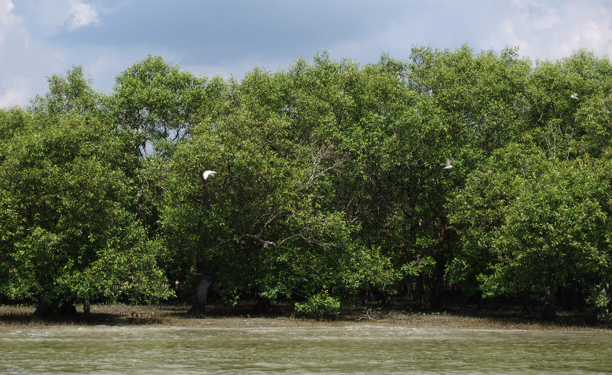 Kajian Tempatan: Tumbuh-Tumbuhan Semula Jadi Dan Hidupan Liar
