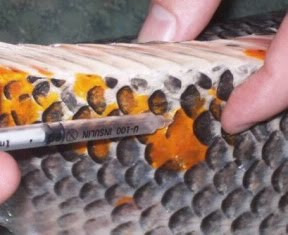 Injecting Koi Fish | Koi Fish Care Info