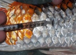 Injecting Koi Fish | Koi Fish Care Info