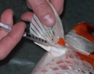 Injecting Koi Fish | Koi Fish Care Info
