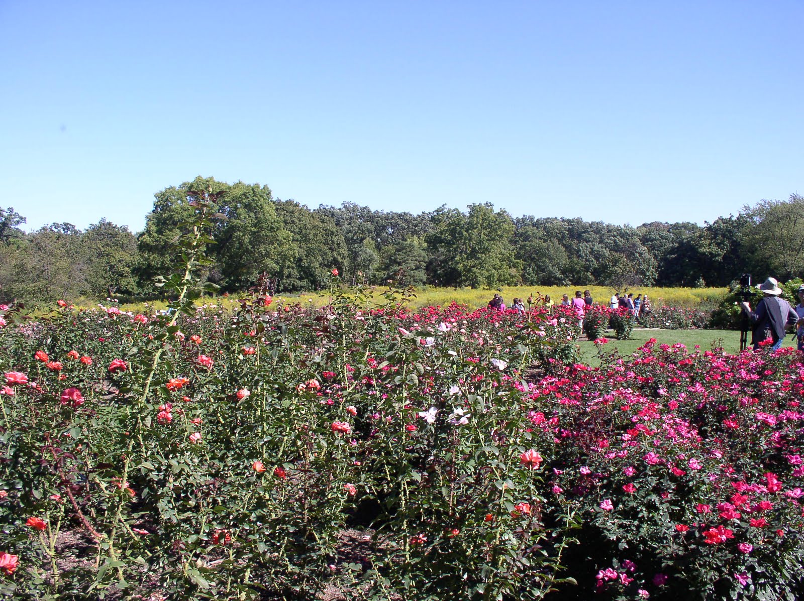 Cantigny Garden Blog: The Rose Garden in the Fall...it's Looking ...