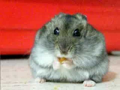 Ardilla o Hamster Ruso: Características físicas