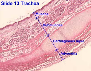 per 2 lab table 8 physio blab: ex7: the skin & other body membranes