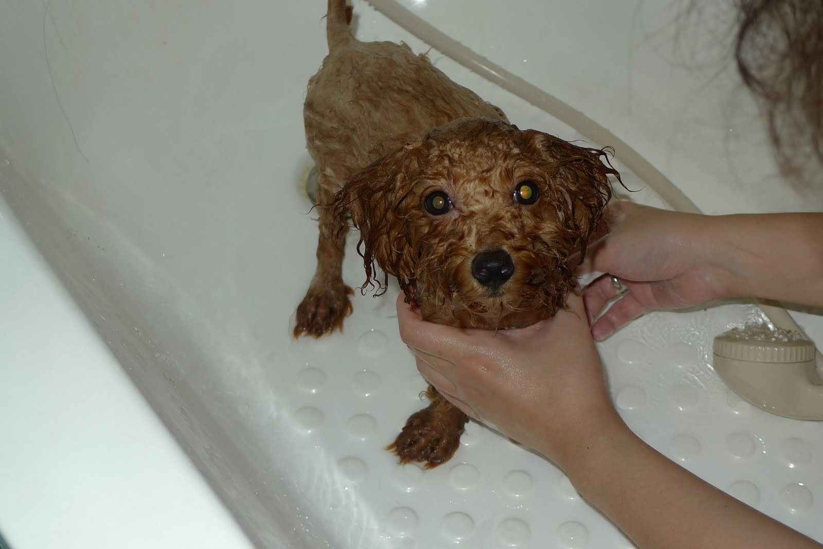 Ginger The Toy Poodle