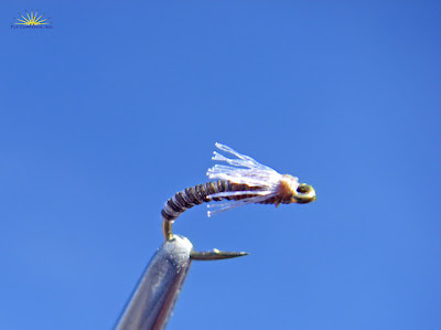 Fly Currents Fishing Report and News