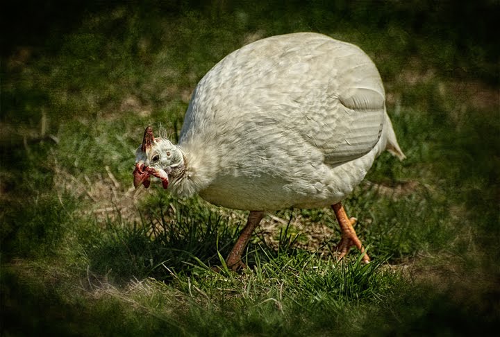 Dan Routh Photography: Guinea Fowl