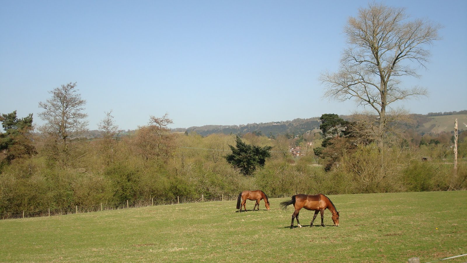 Grace Filby's Pigeon Post: Reigate's horses