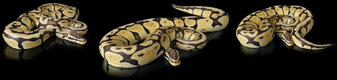 Python Brazil: Caracteristicas Gerais