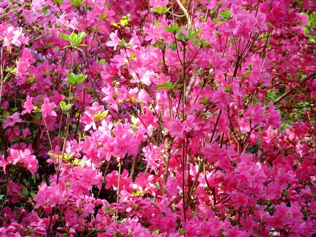 Wszystko O Ogrodnictwie: Azalie w ogrodzie