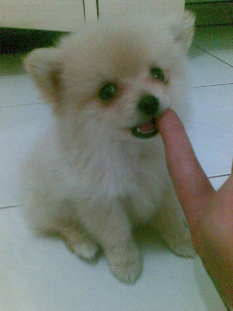 florencia9d: Tips merawat anjing mini pom
