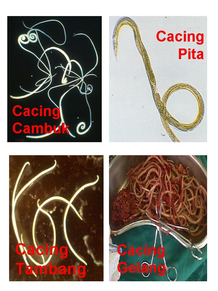 ..Seram Sunyi..: Dalam perut anda! Jaga-jaga!!