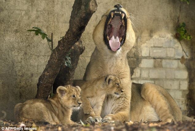 Your Daily Cute: Cute Baby Lions Born!