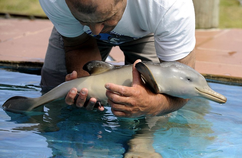 Your Daily Cute: Rescued Baby Dolphin Meets a Penguin