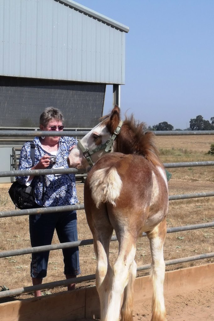 SETNESS TOURS: Up Close with Clydesdales