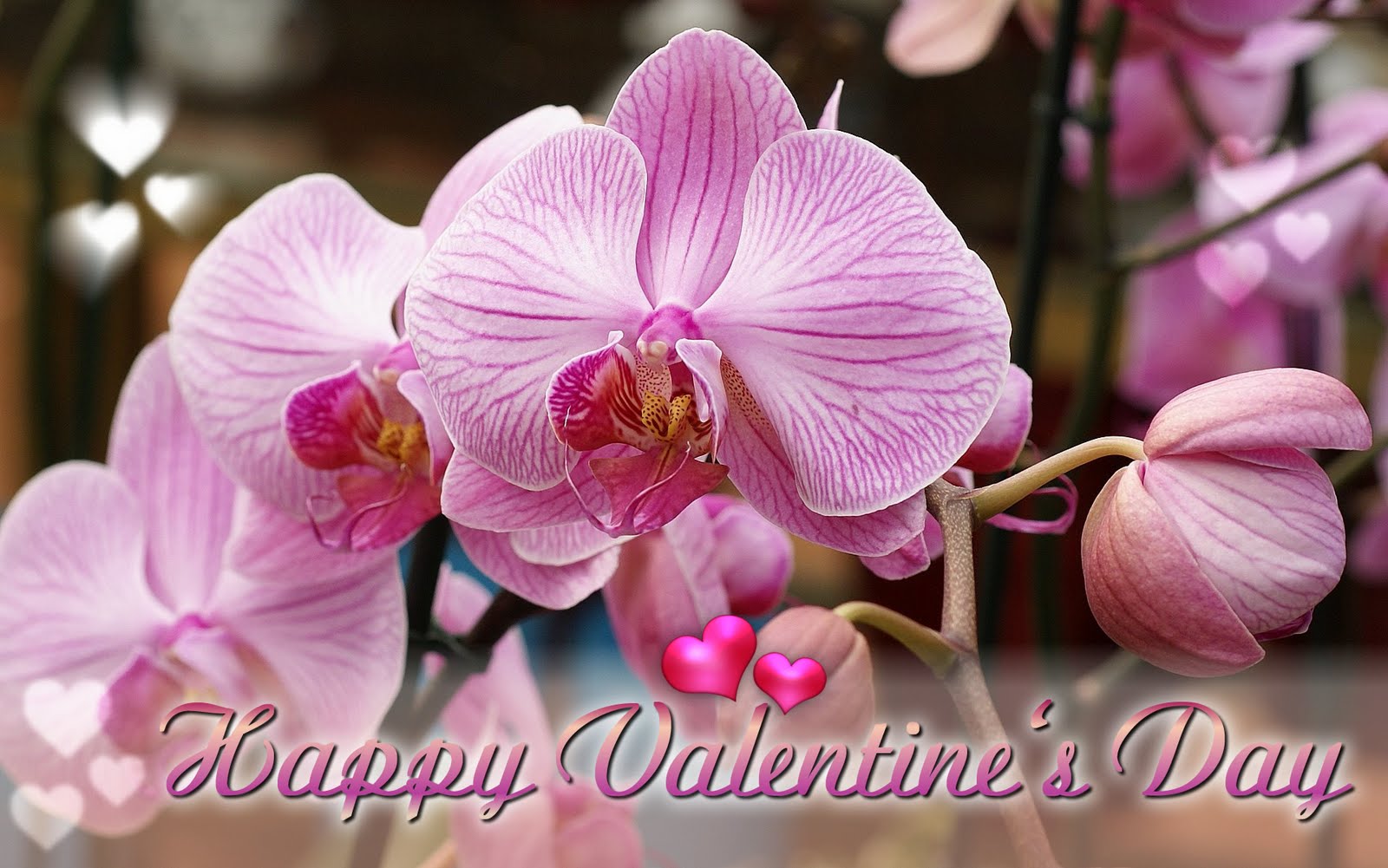 Valentine's Day High Resolution Wallpapers | Valentine's Day
